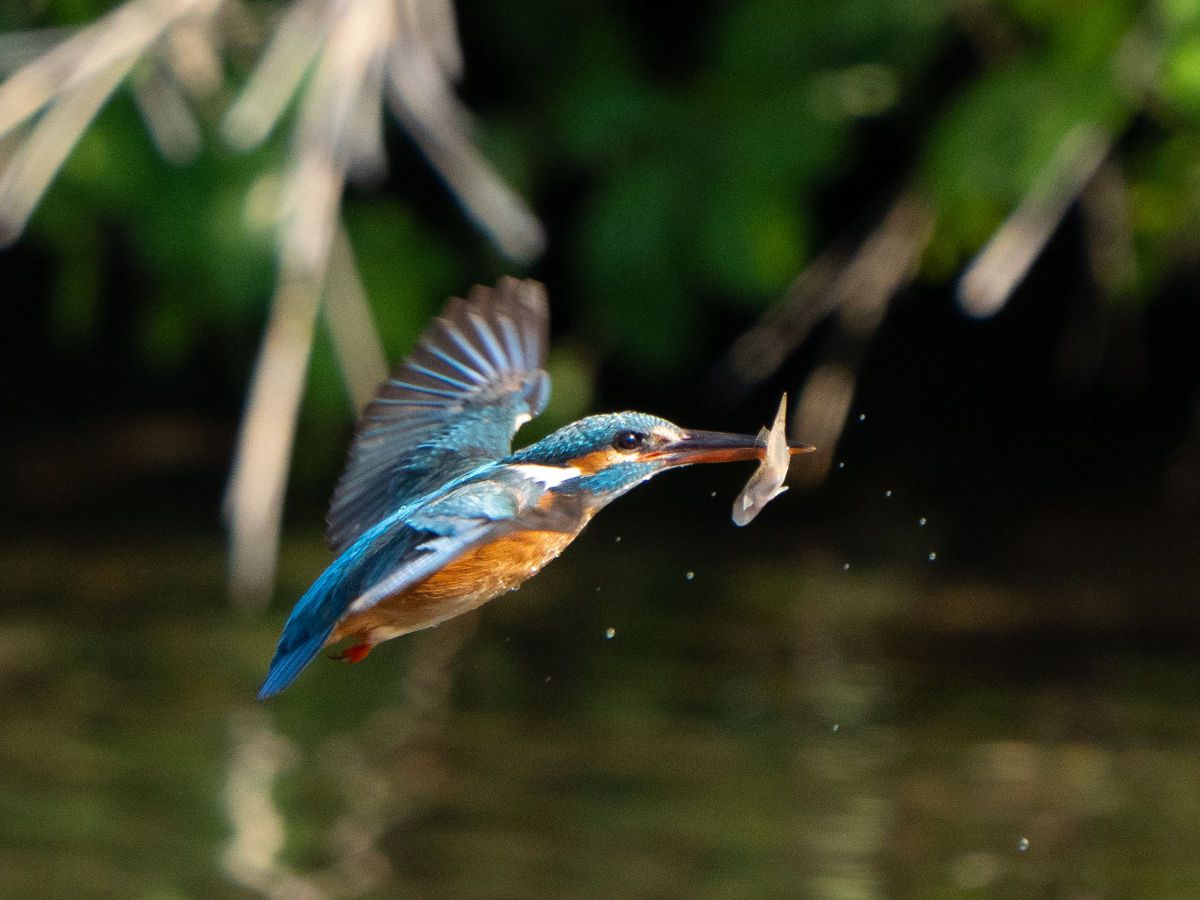 カワセミ 53 .jpg | GANREF