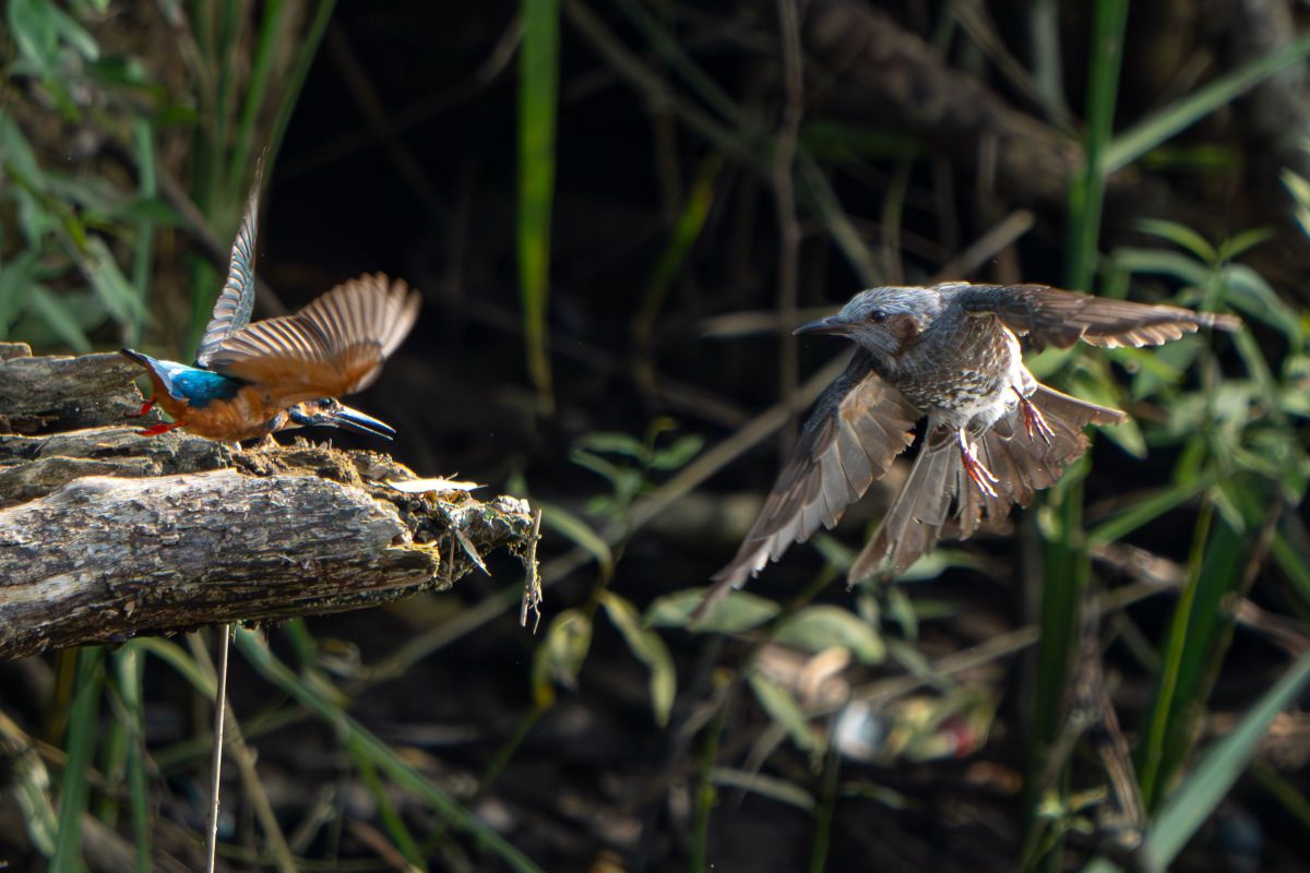 カワセミ 61 .jpg | GANREF