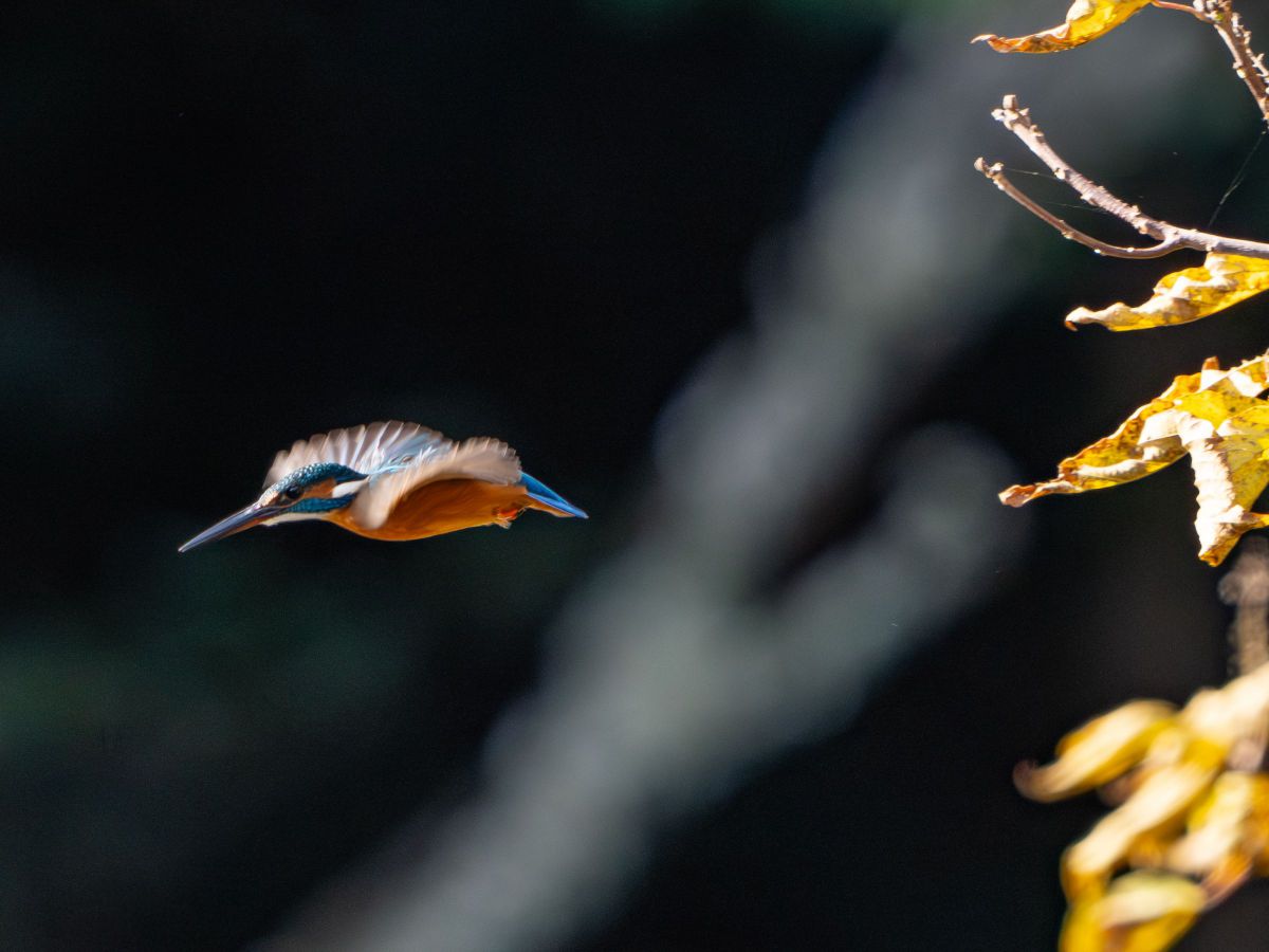 カワセミ 47 .jpg | GANREF