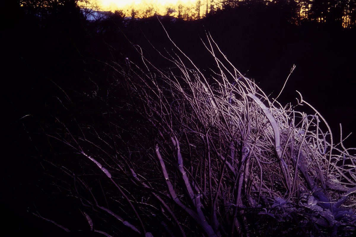 Violet Medusa | GANREF