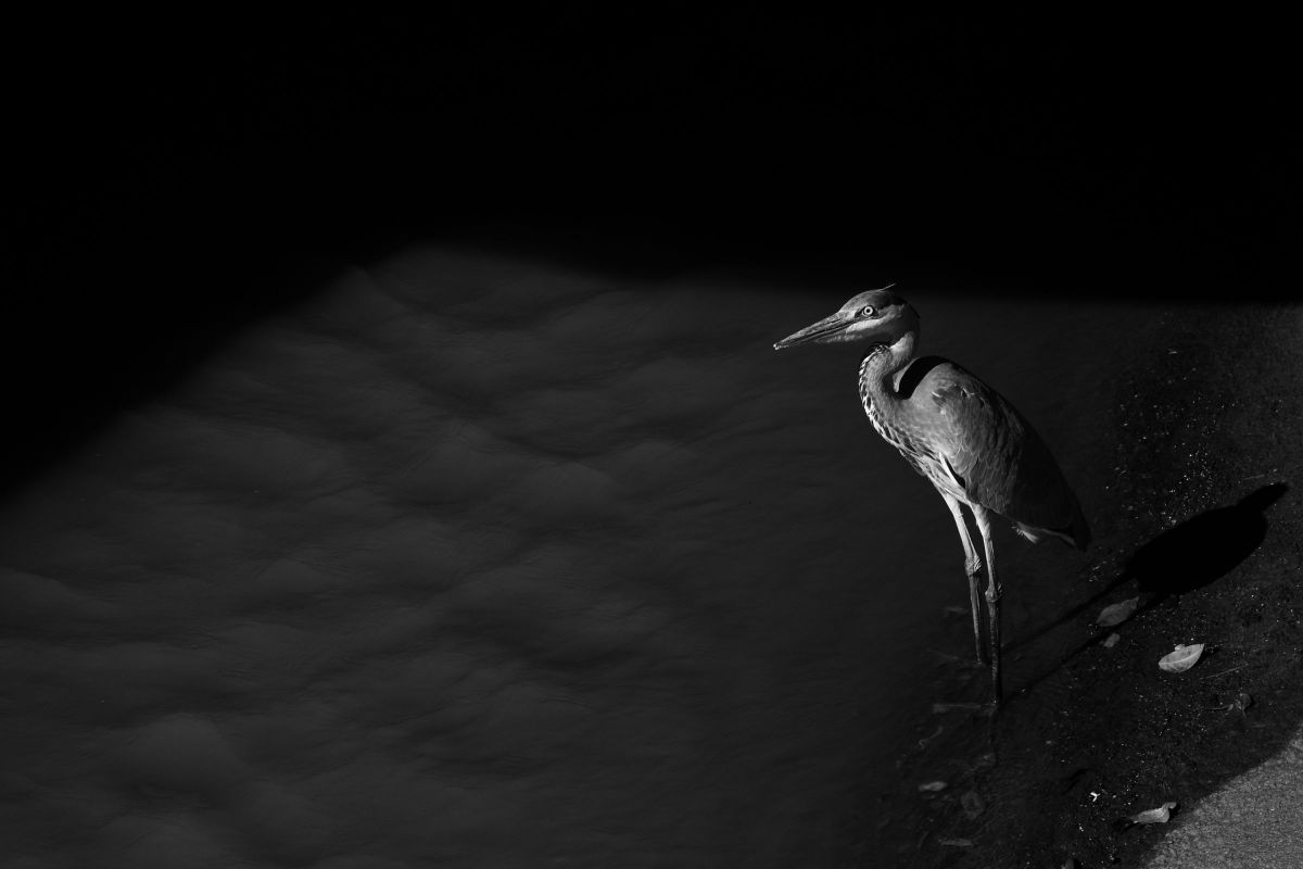 From the dark side | GANREF