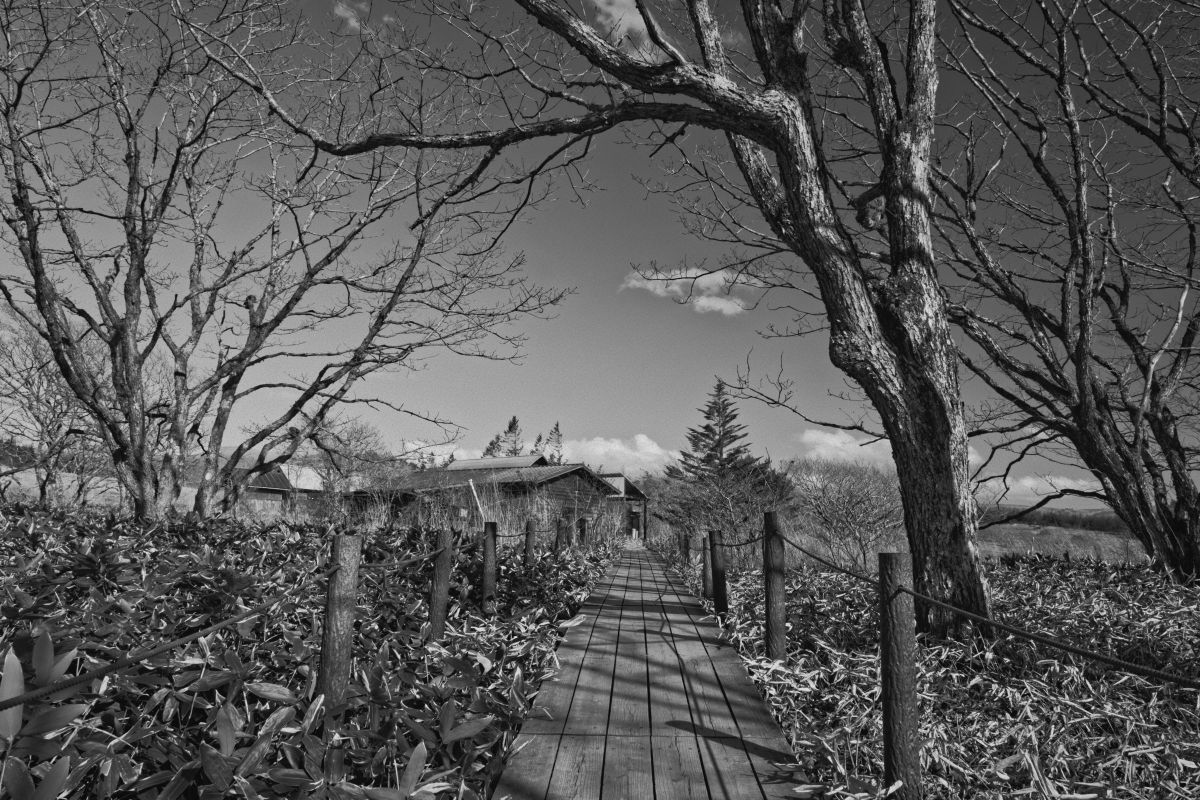 Nostalgic Breeze | GANREF