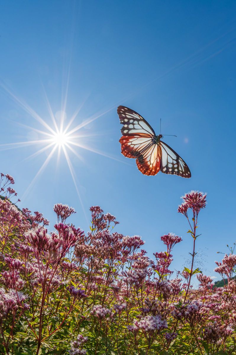 messenger of the sun | GANREF