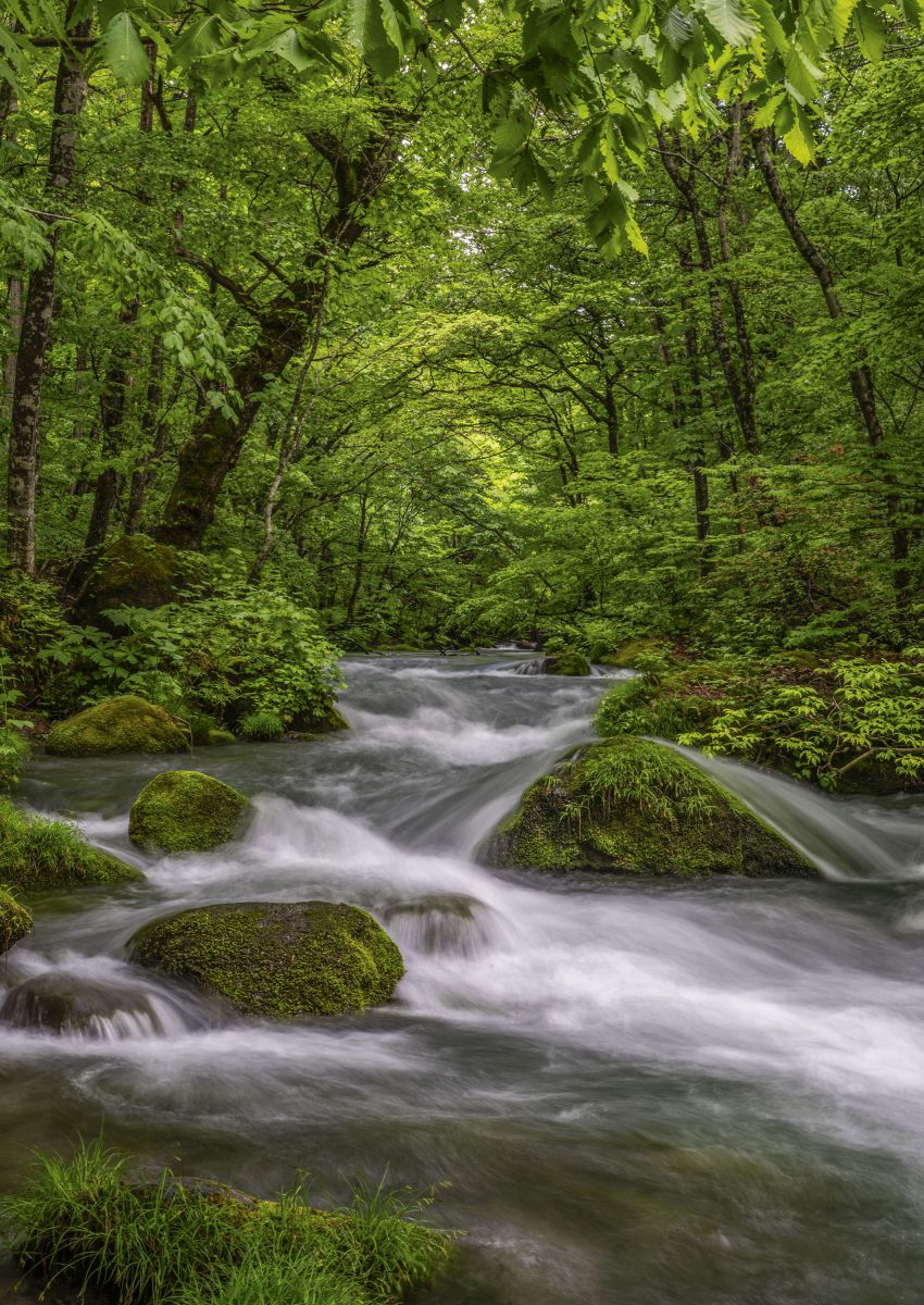 stream in the forest | GANREF