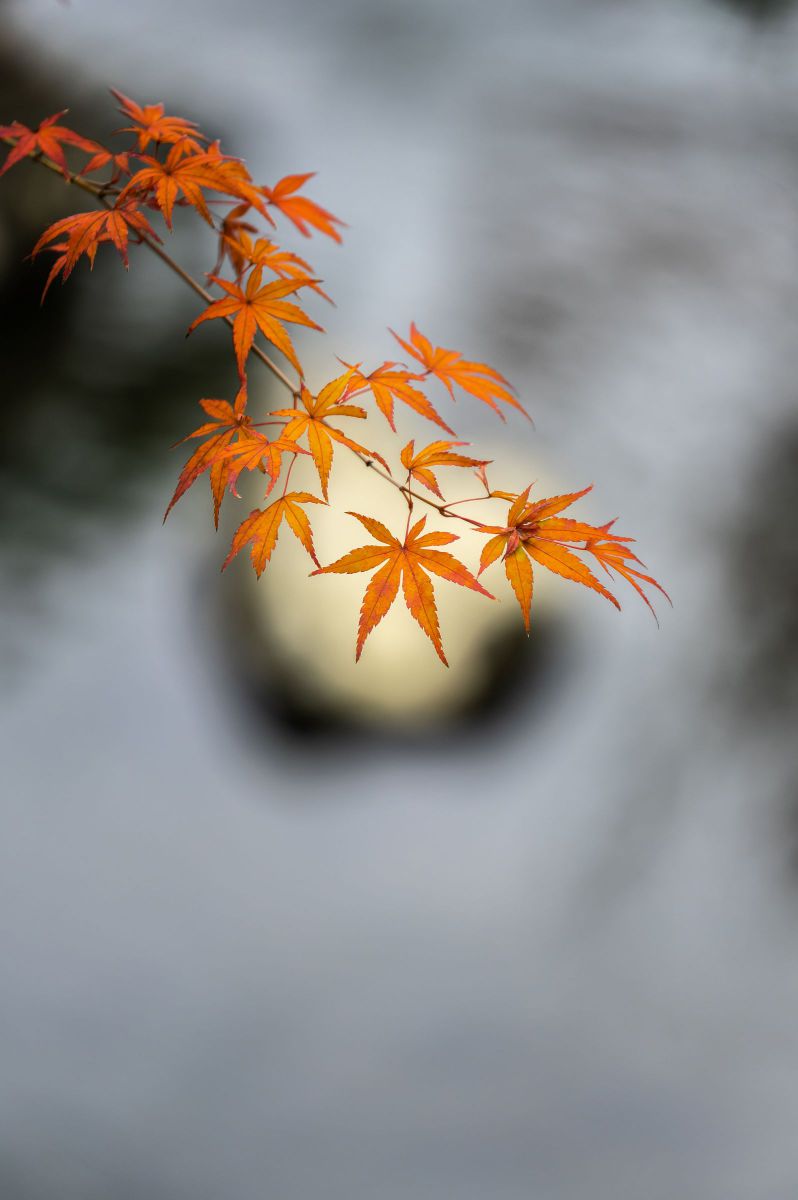 late autumn | GANREF