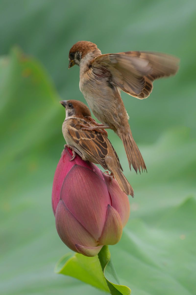 shoulder massage | GANREF
