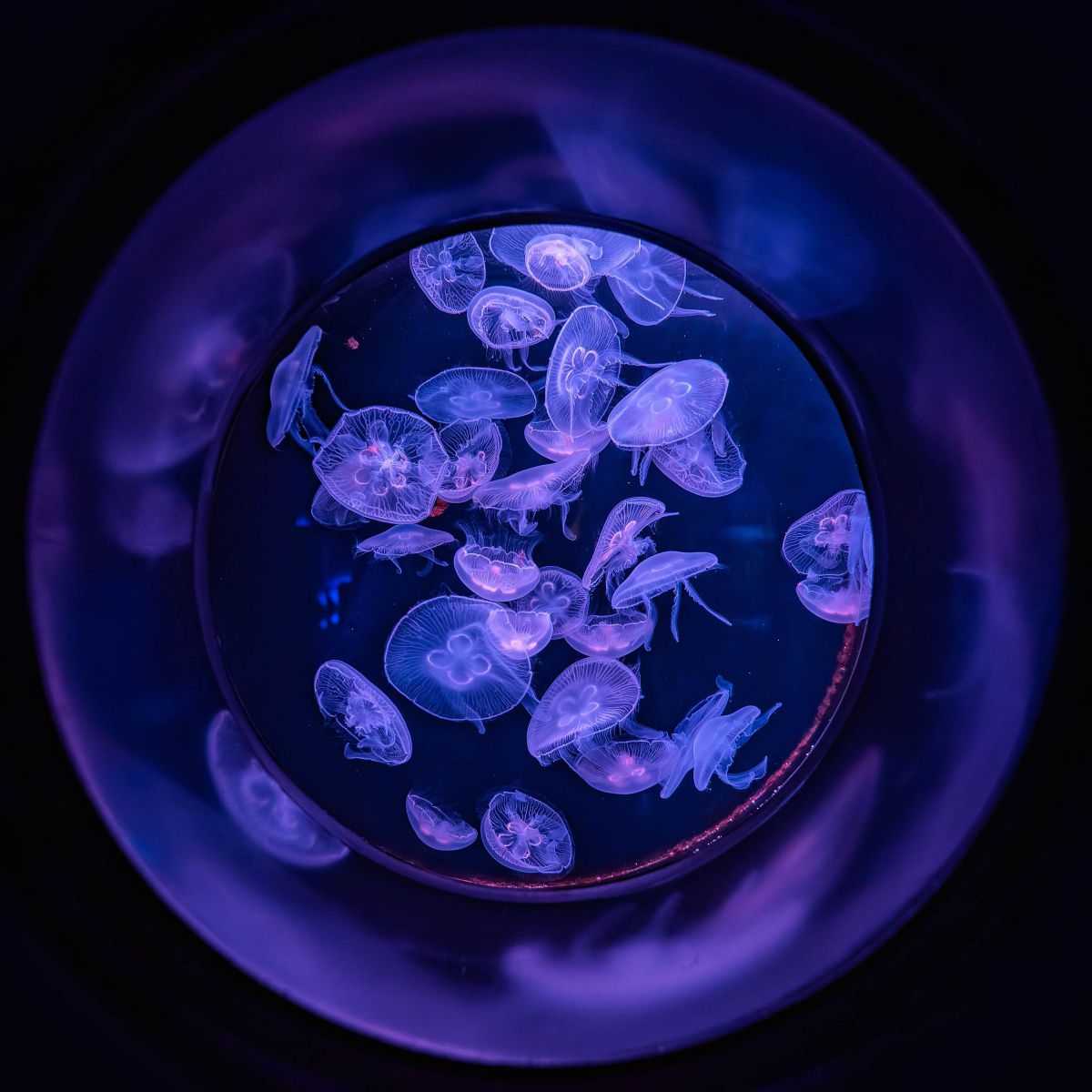 zero gravity | GANREF