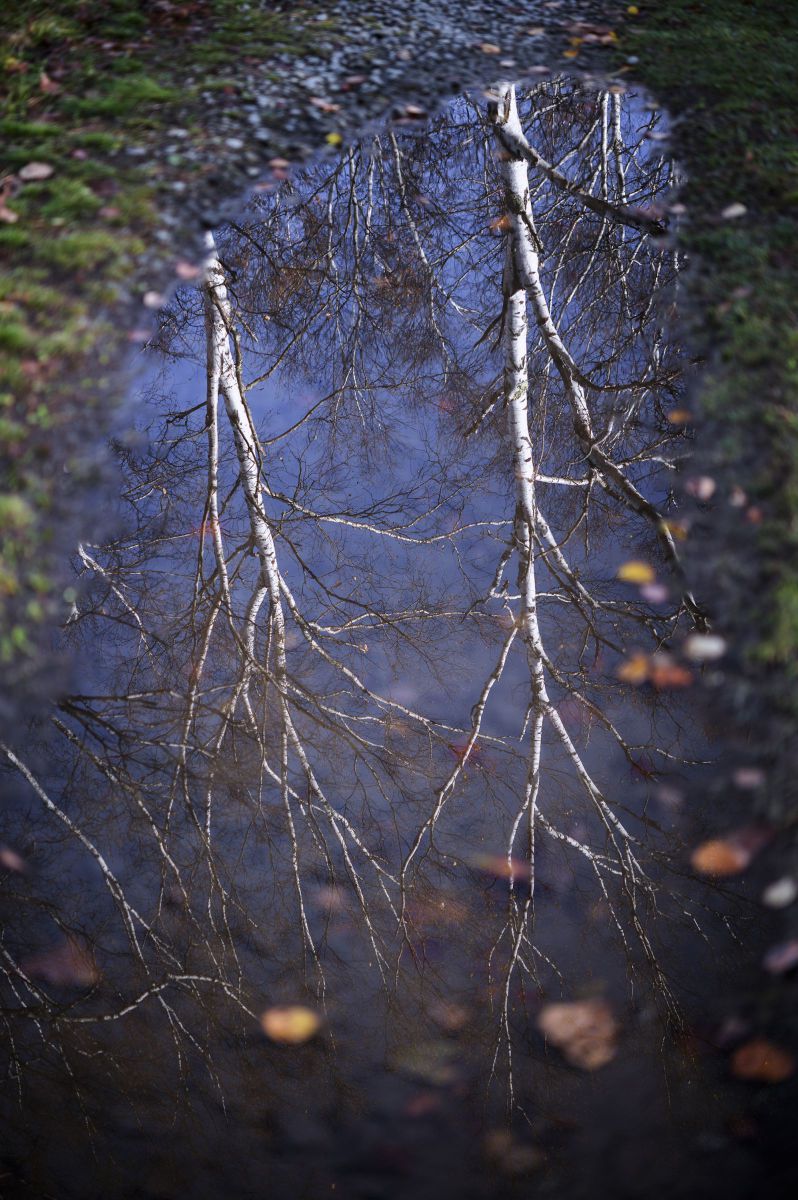 after the rain | GANREF