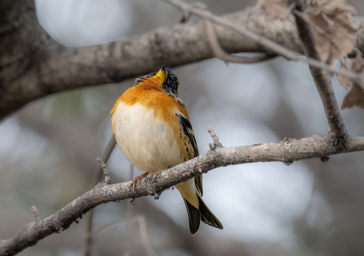 もはやフグw | GANREF