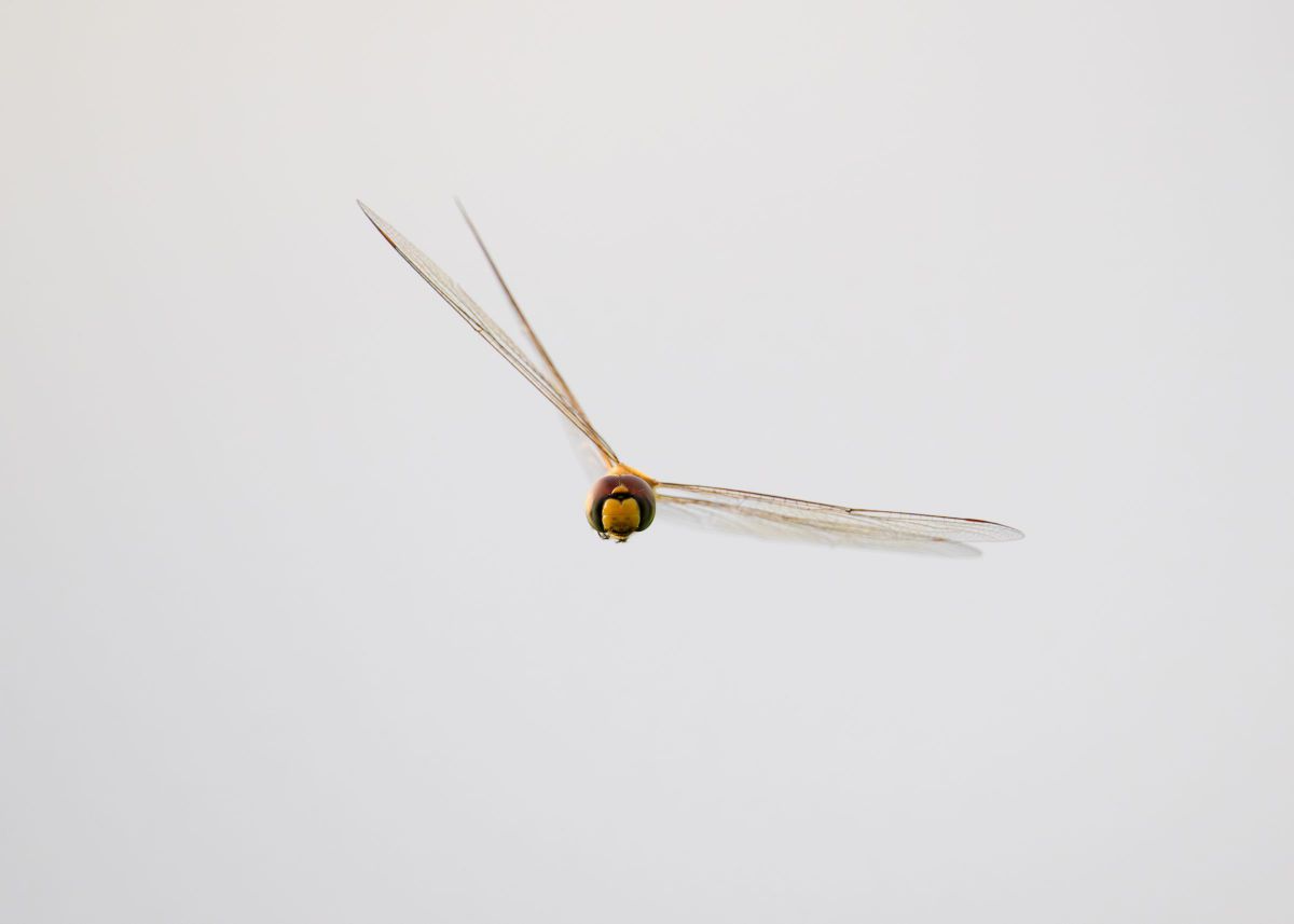 ウスバキトンボ正面視 | GANREF