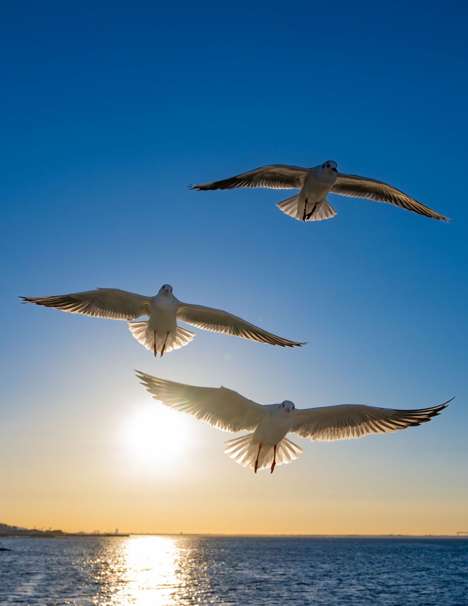 ジョナサンs 2024 | GANREF