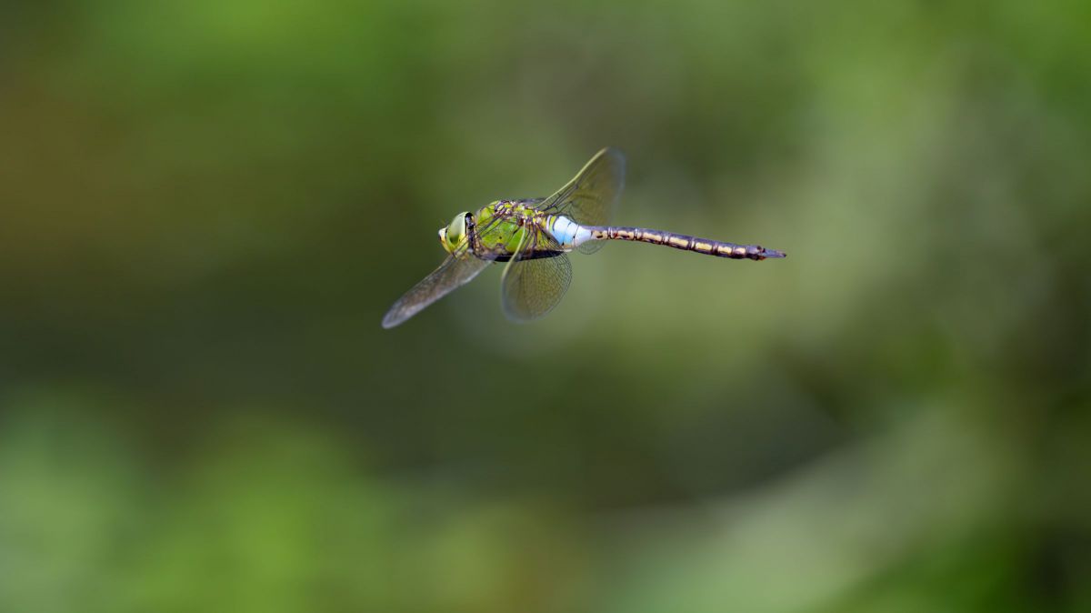 Lesser Emperor Dragonfly | GANREF