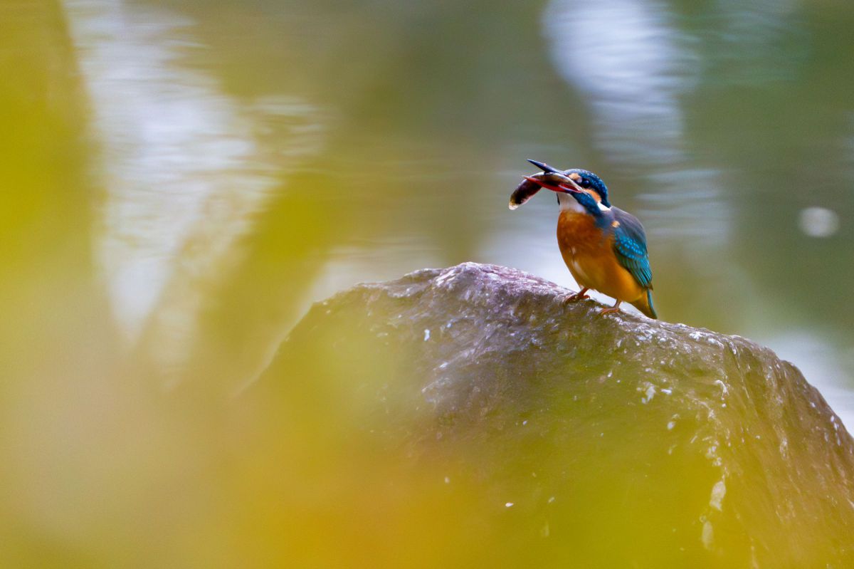 捕ったど～ | GANREF