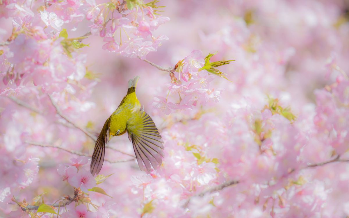 さくじろ～ | GANREF