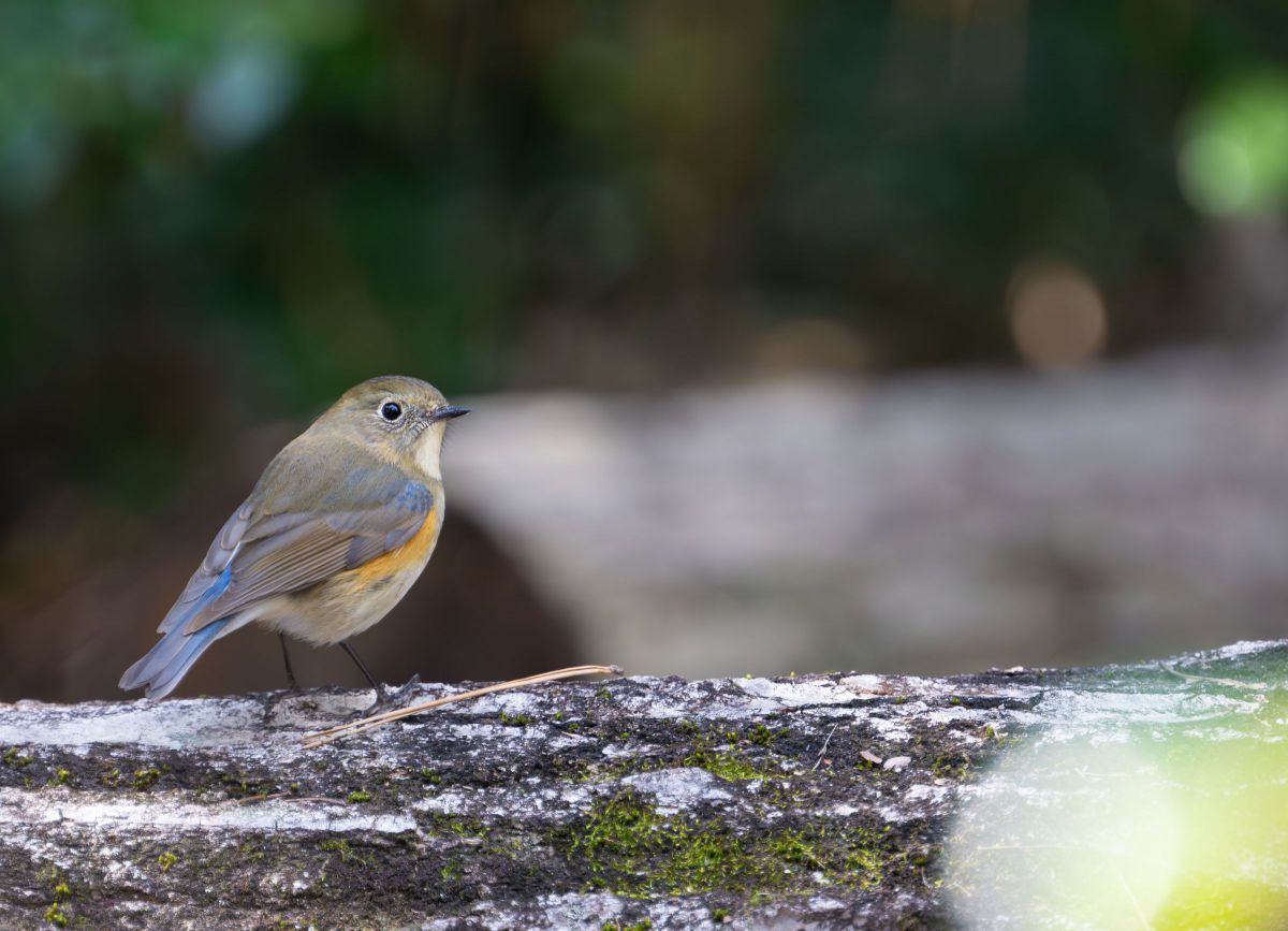 るり子さん | GANREF