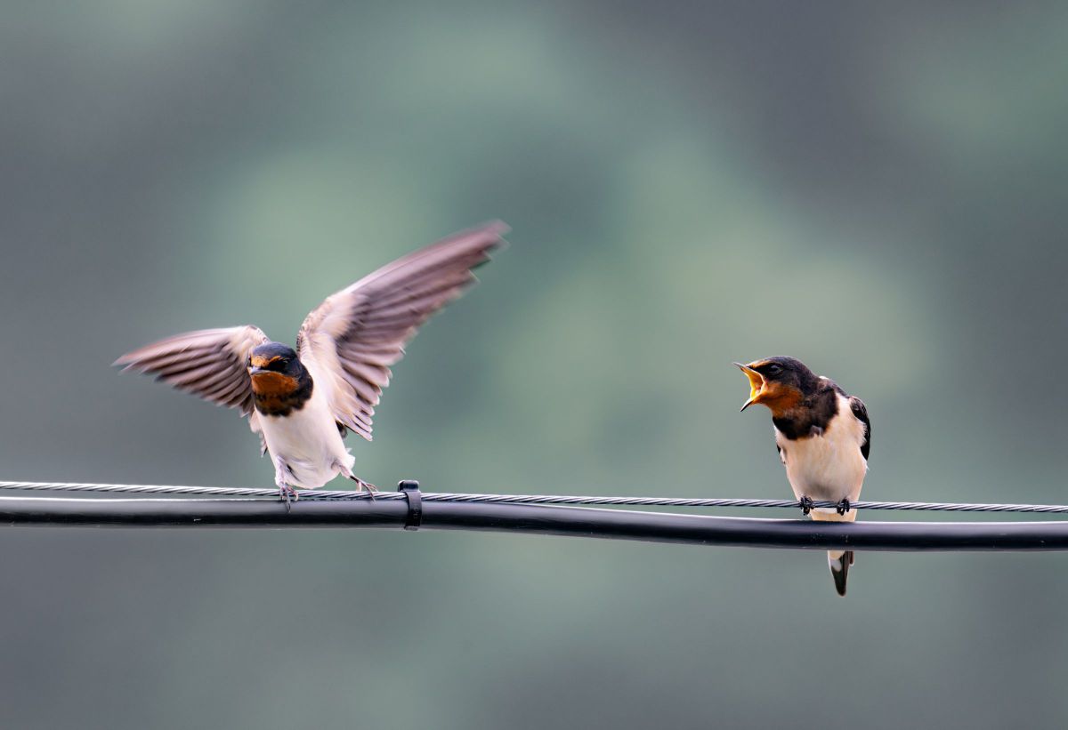 こっち来ないで！！ | GANREF