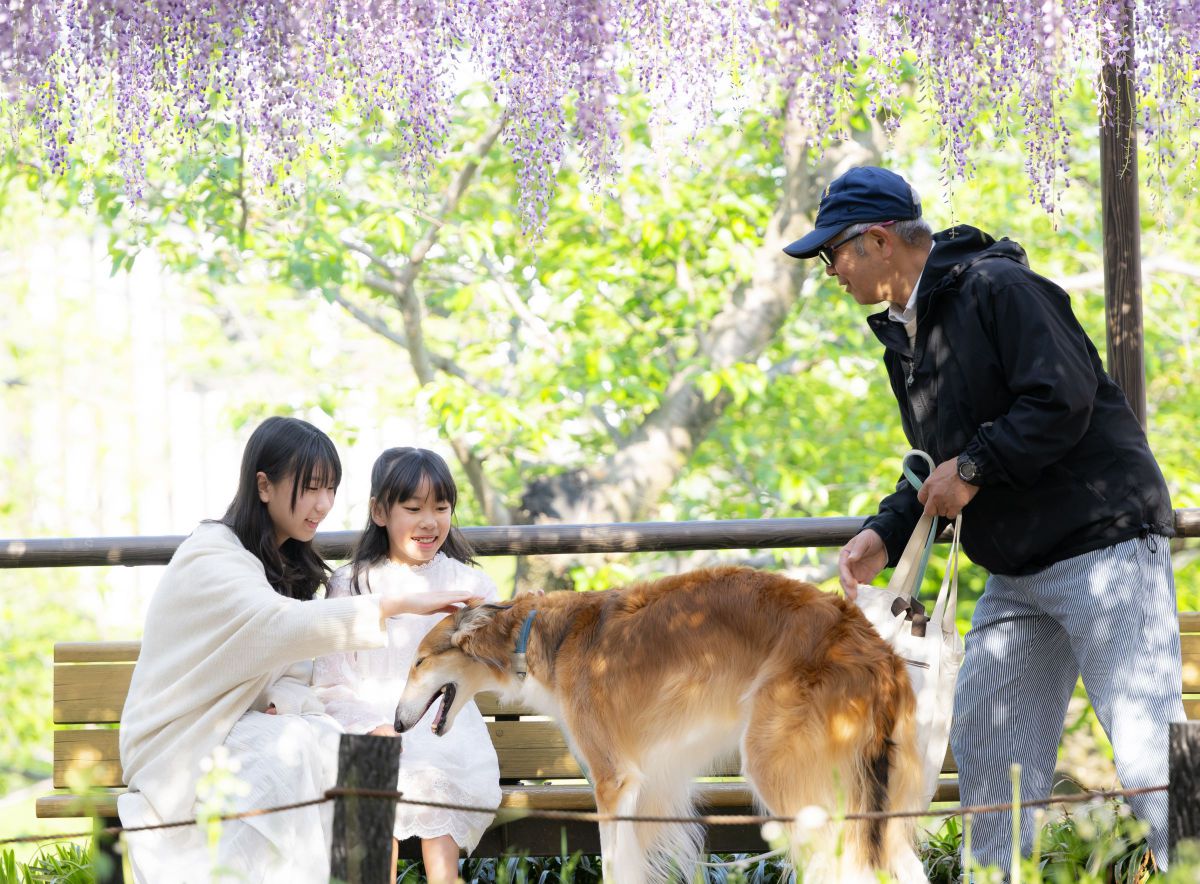 藤棚の下で | GANREF