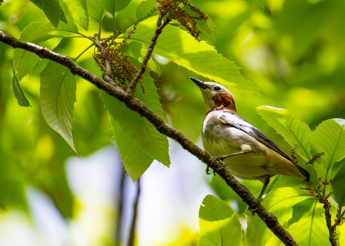 コムクドリ♂ | GANREF