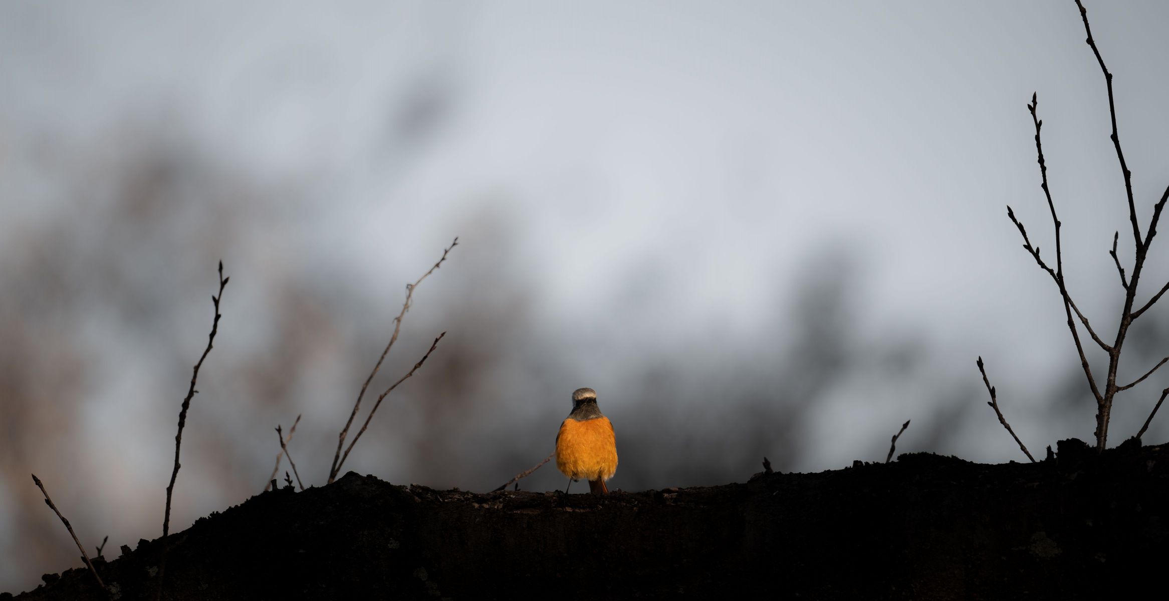 荒野のガンマン助美男 | GANREF