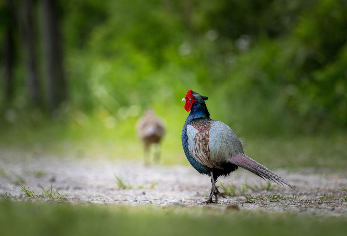 振り向いてほしい | GANREF