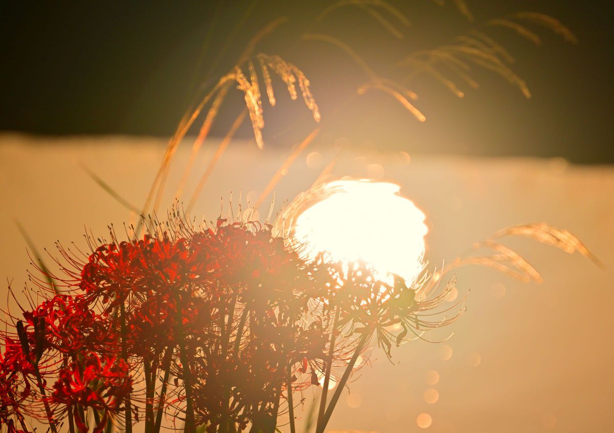 Autumn Brown | GANREF