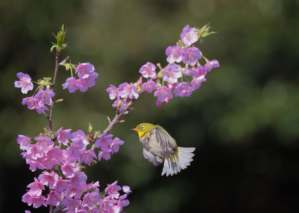 Sakijiro returns | GANREF