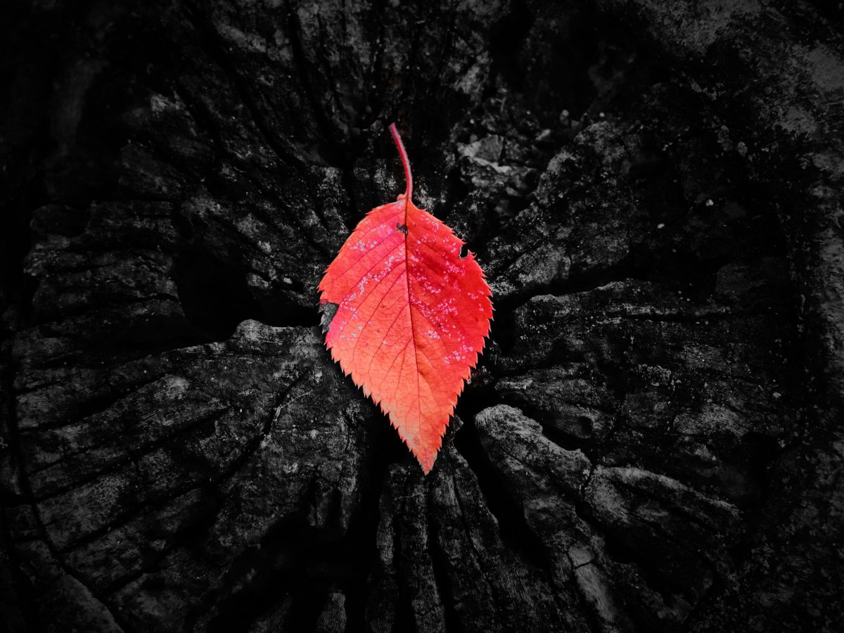 Fallen leaves.7 | GANREF