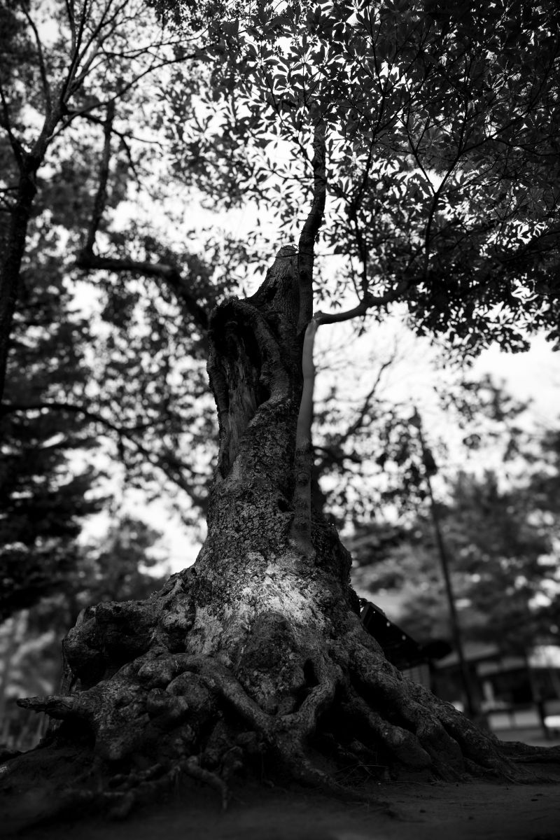 saCrEd trEe | GANREF