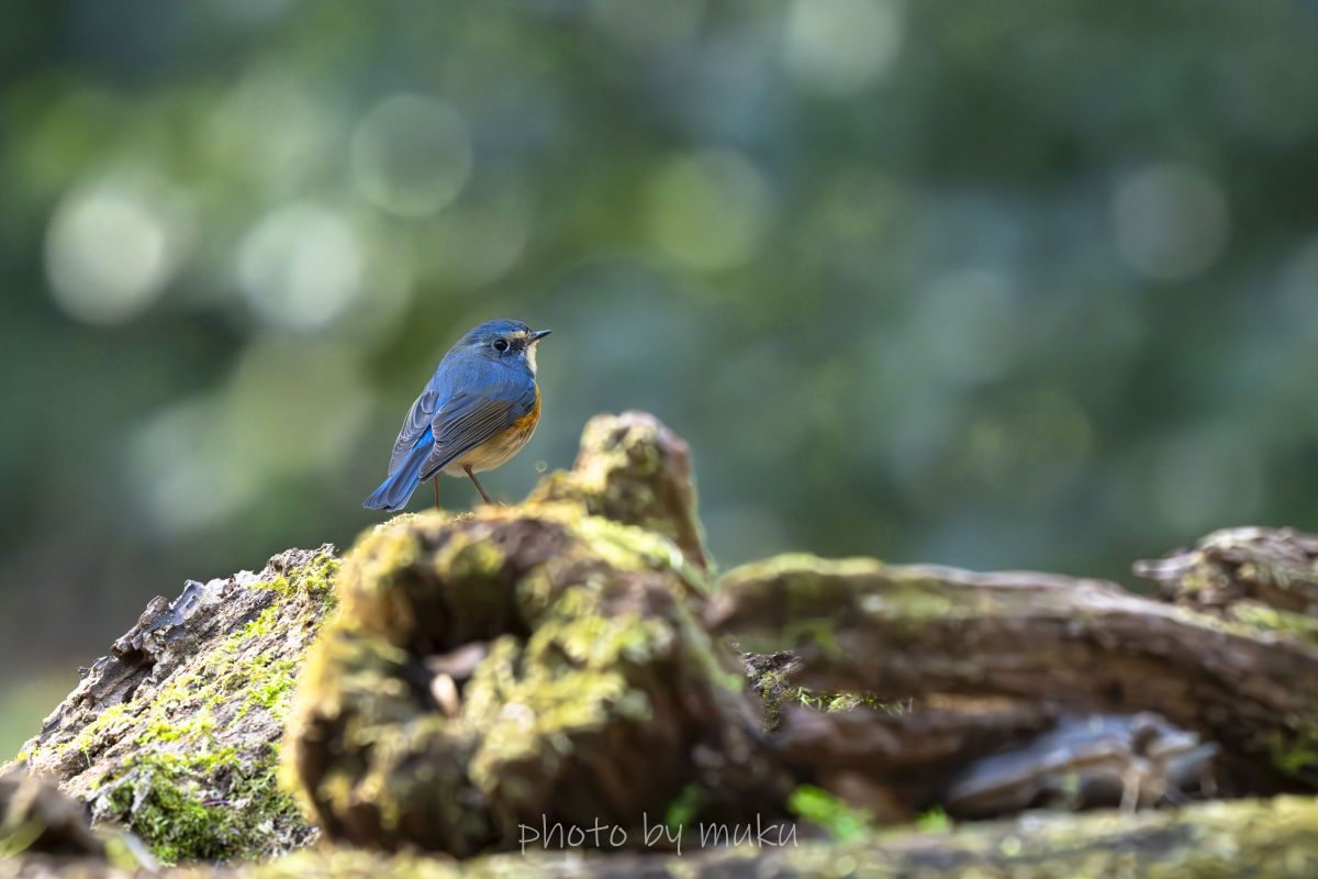 happy blue bird | GANREF