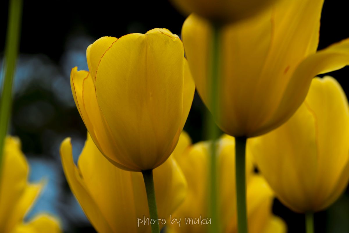 unrequited love | GANREF