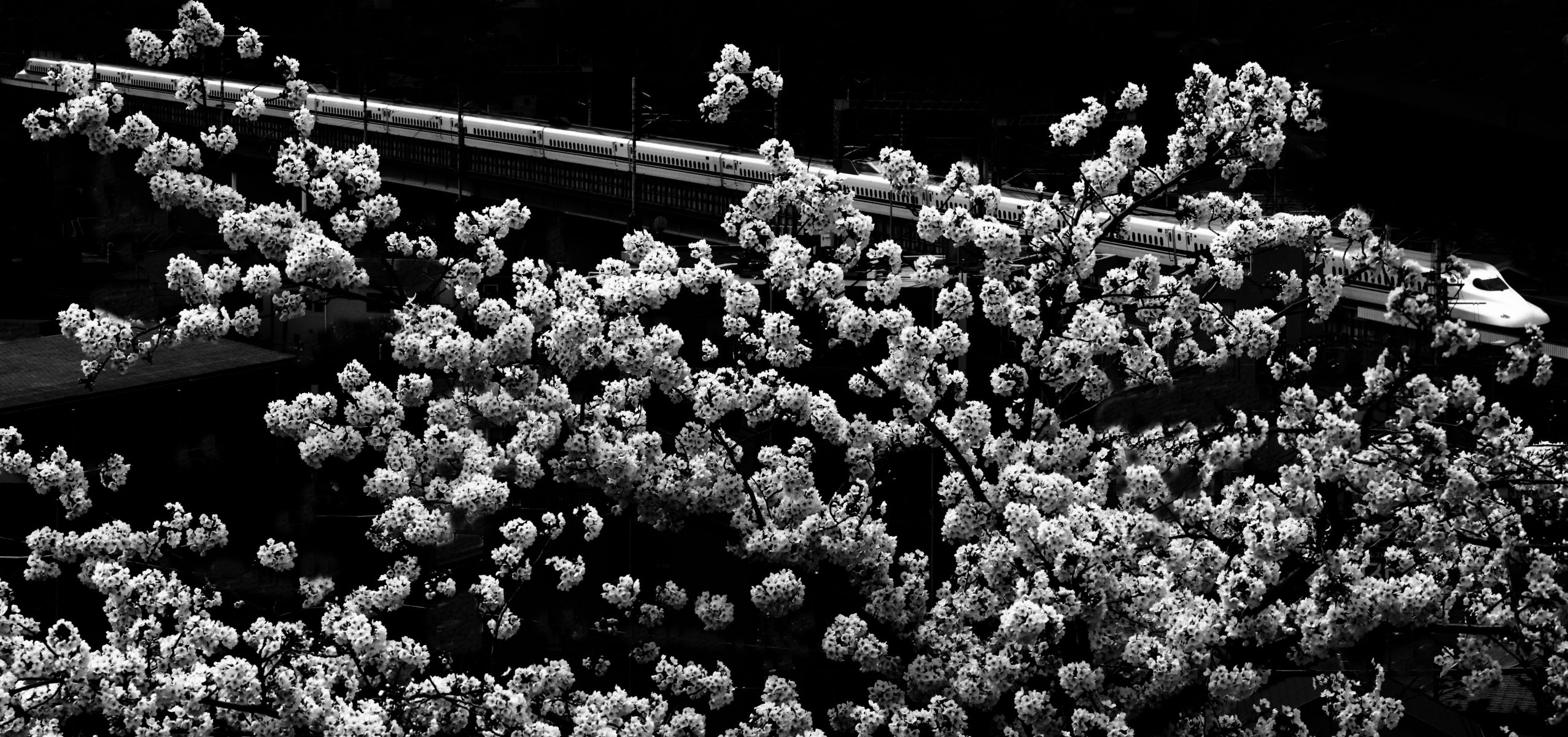 桜鉄2025 Ⅲ(final) | GANREF