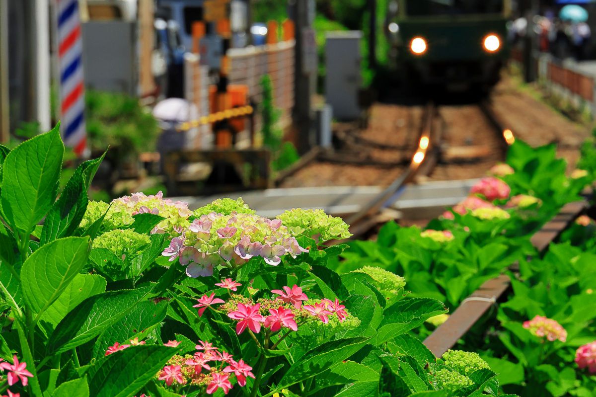 紫陽花鉄2025 Ⅵ | GANREF