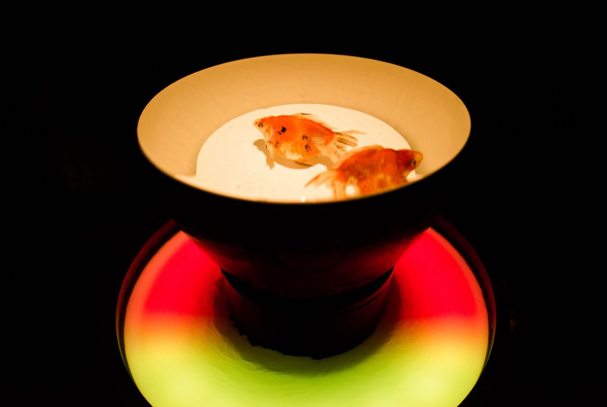 Japanese Sake | GANREF