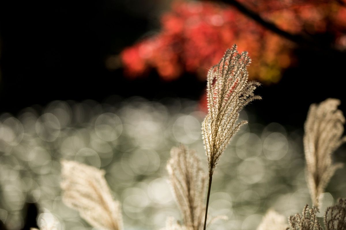 Under the Red Leaf | GANREF