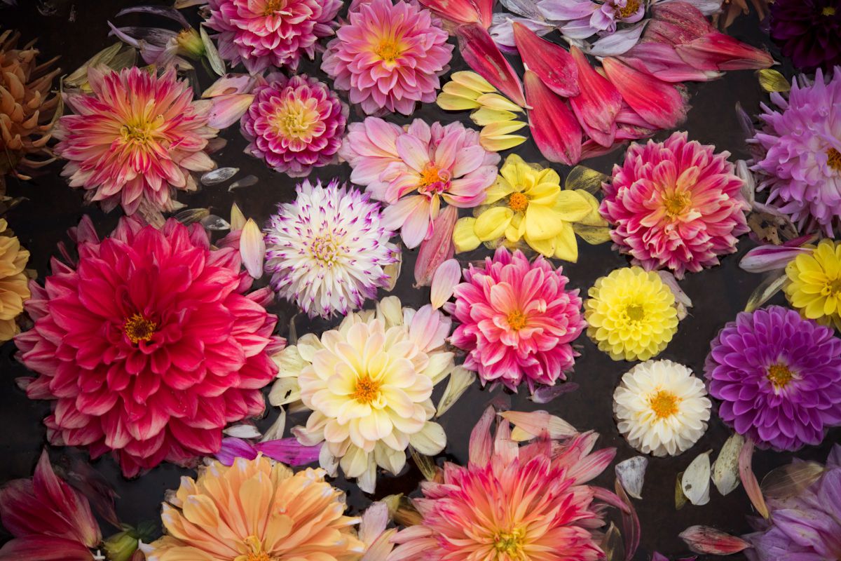 Prominent Flowers | GANREF