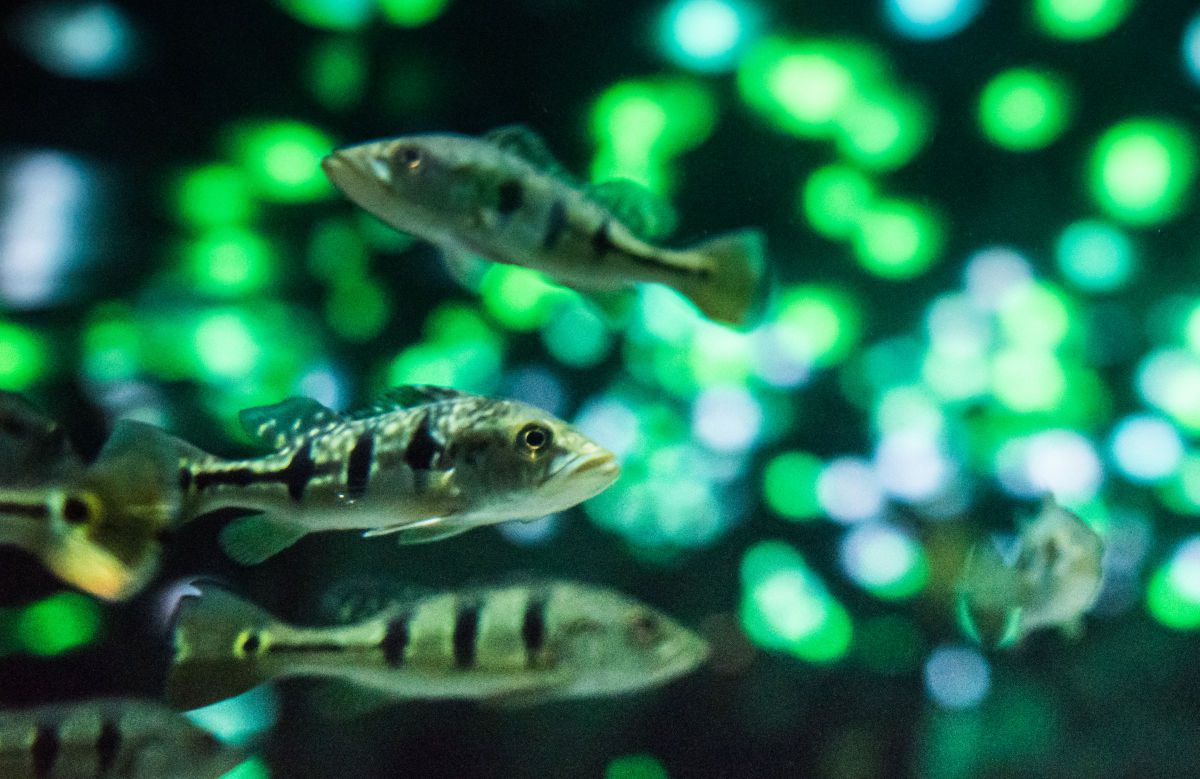 Astronaut Fish | GANREF