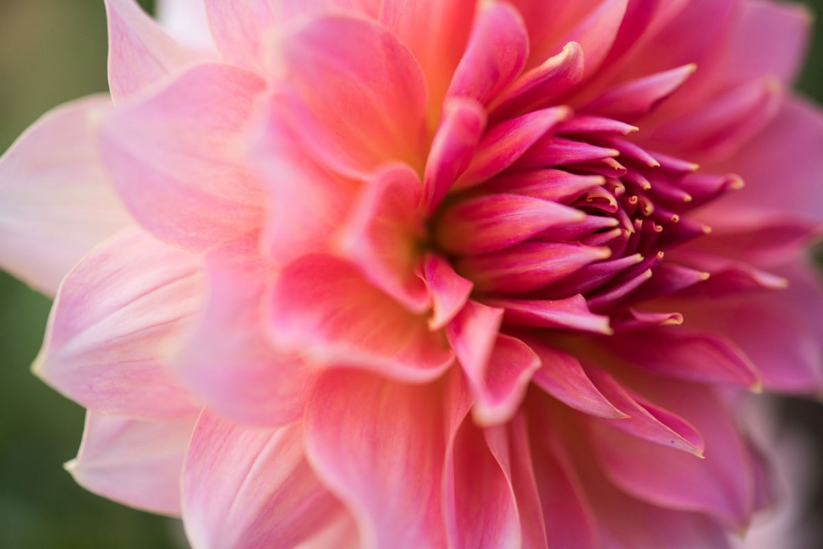 Rim of Flower | GANREF