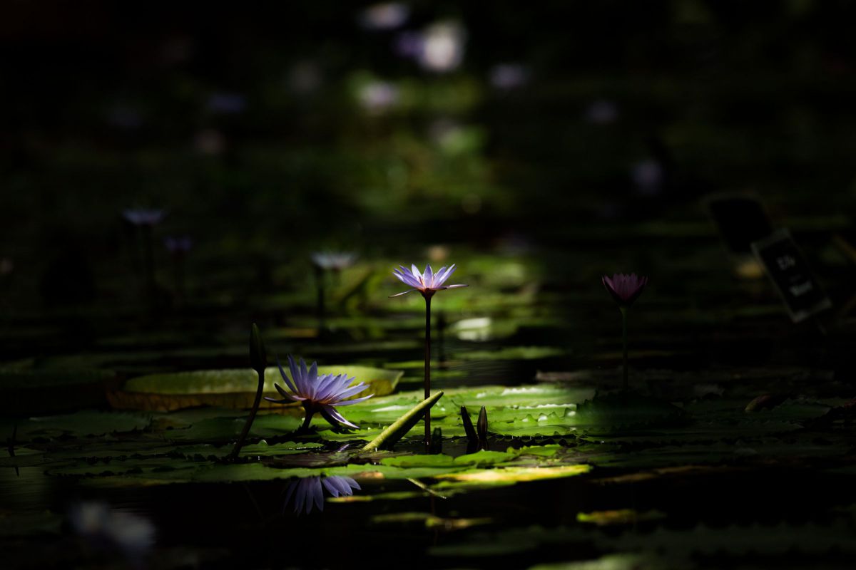 Divine Light | GANREF