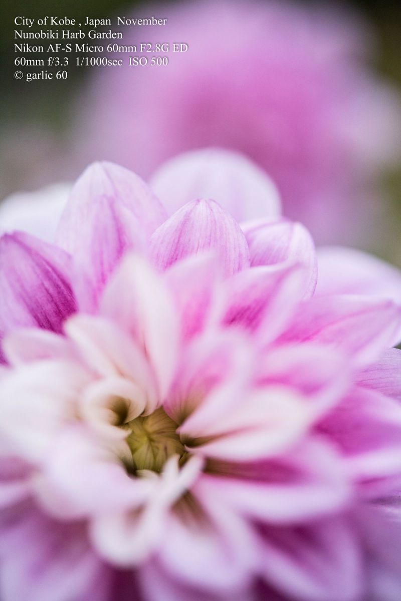 どんな香りですか？ | GANREF