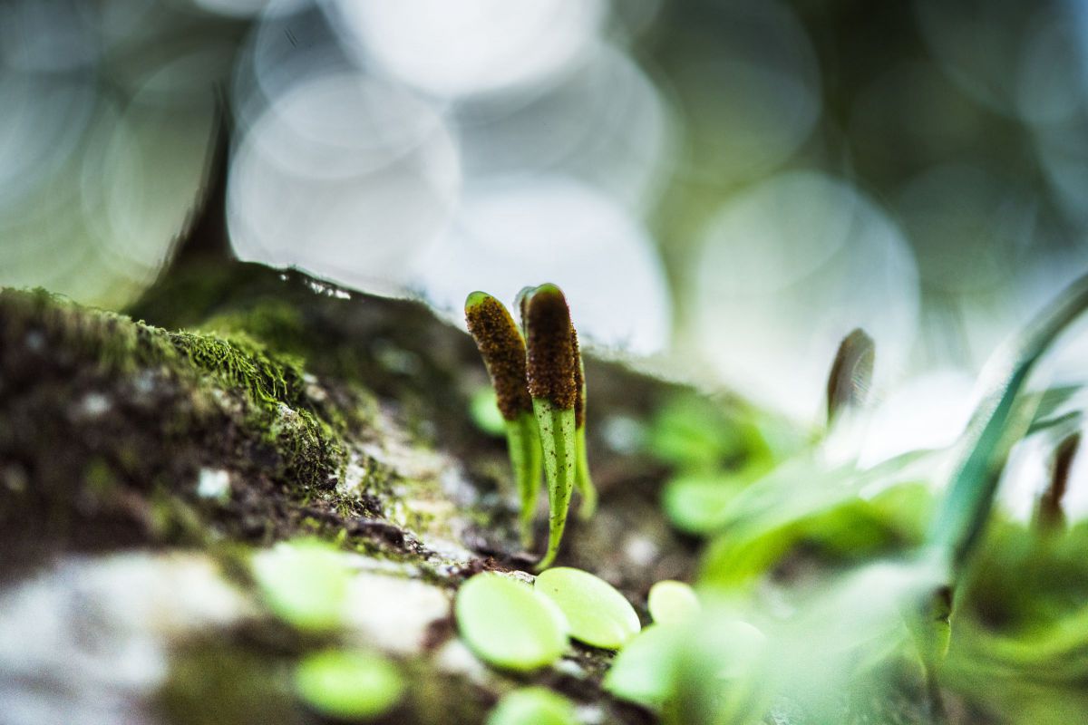 Invaders on Landing point | GANREF