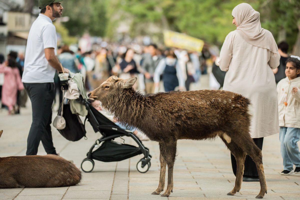 Even in the crowd . | GANREF