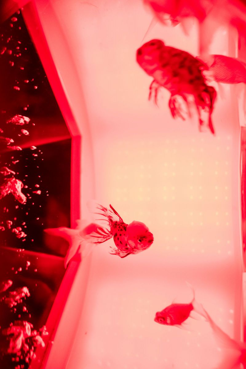 Bubble behind the babbling fish | GANREF