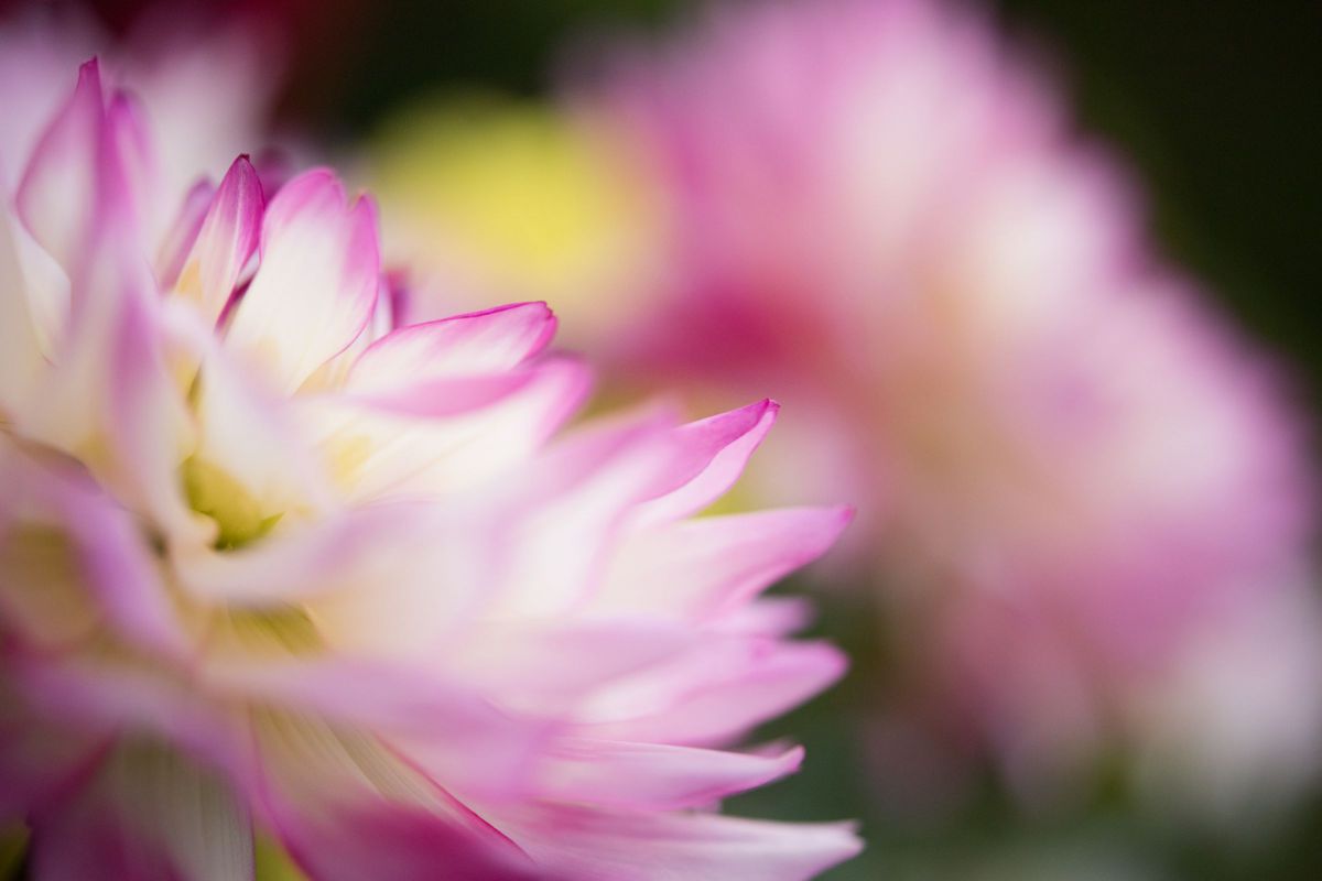 Attracted in | GANREF