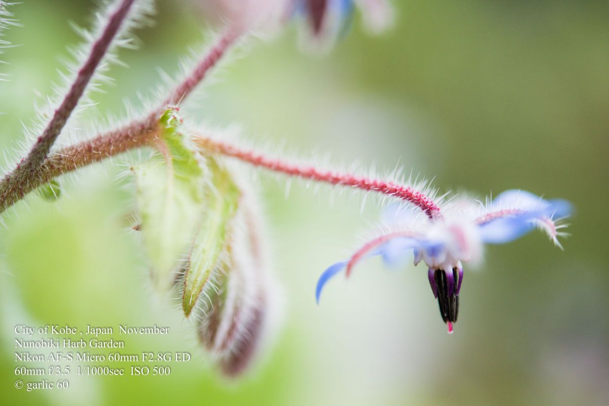 What is this?? | GANREF