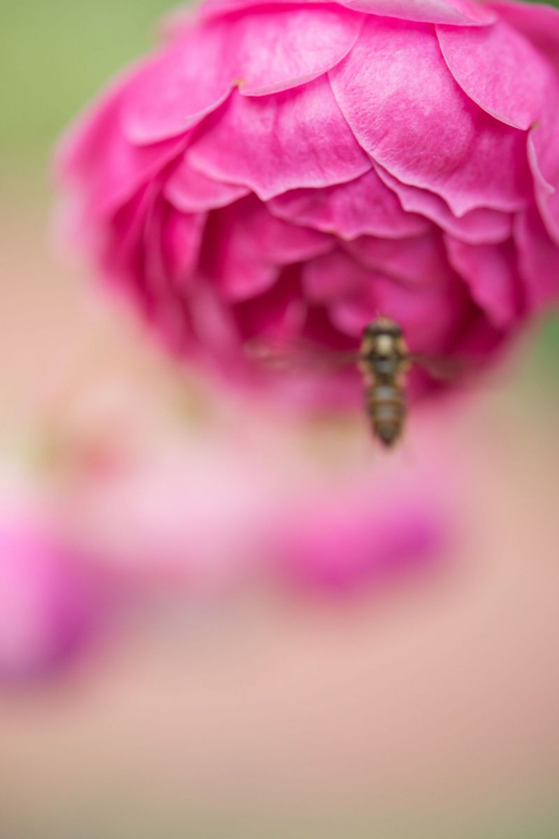 Who out focus | GANREF