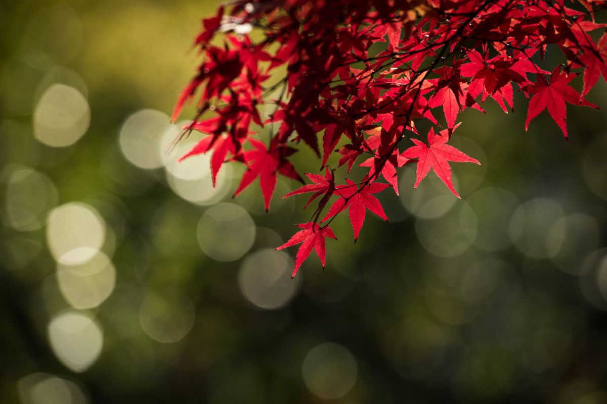 falling Fall | GANREF