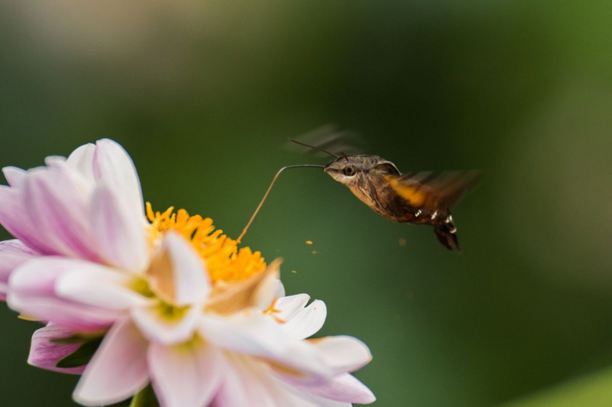 Air Refueling | GANREF