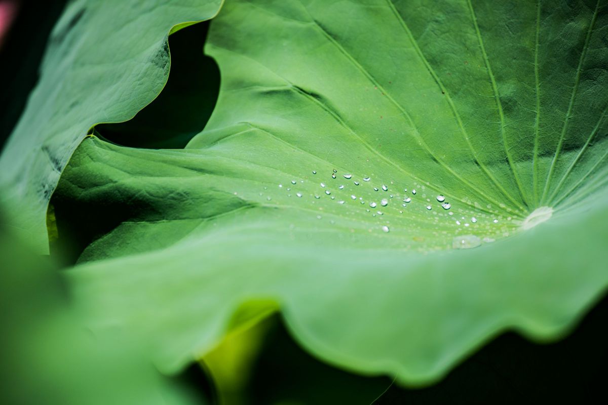 Ornated leaf | GANREF