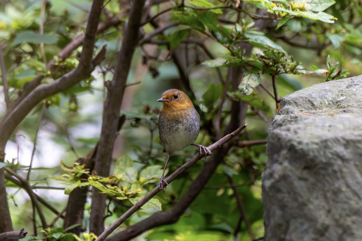 初めてのコマドリ | GANREF