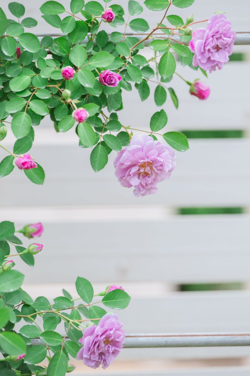 Rose Garden | GANREF